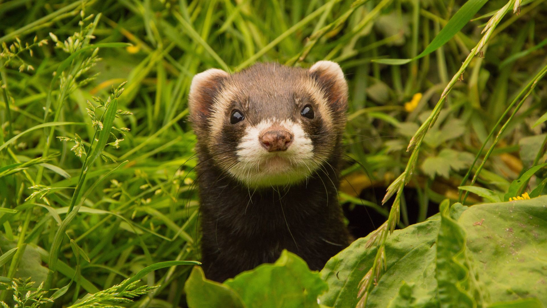 Ferrets In Franklin, MA 02038 | Franklin Veterinary Clinic