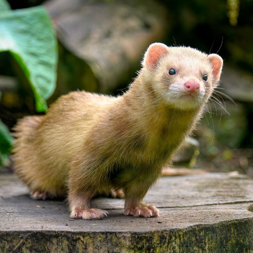 Ferrets In Franklin, MA 02038 | Franklin Veterinary Clinic