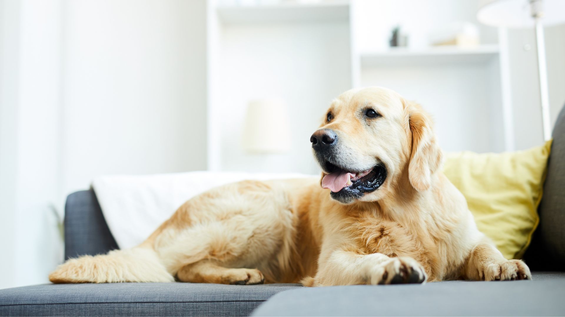 Pet Endocrinology (Hormones) In Franklin, MA | Franklin Veterinary Clinic
