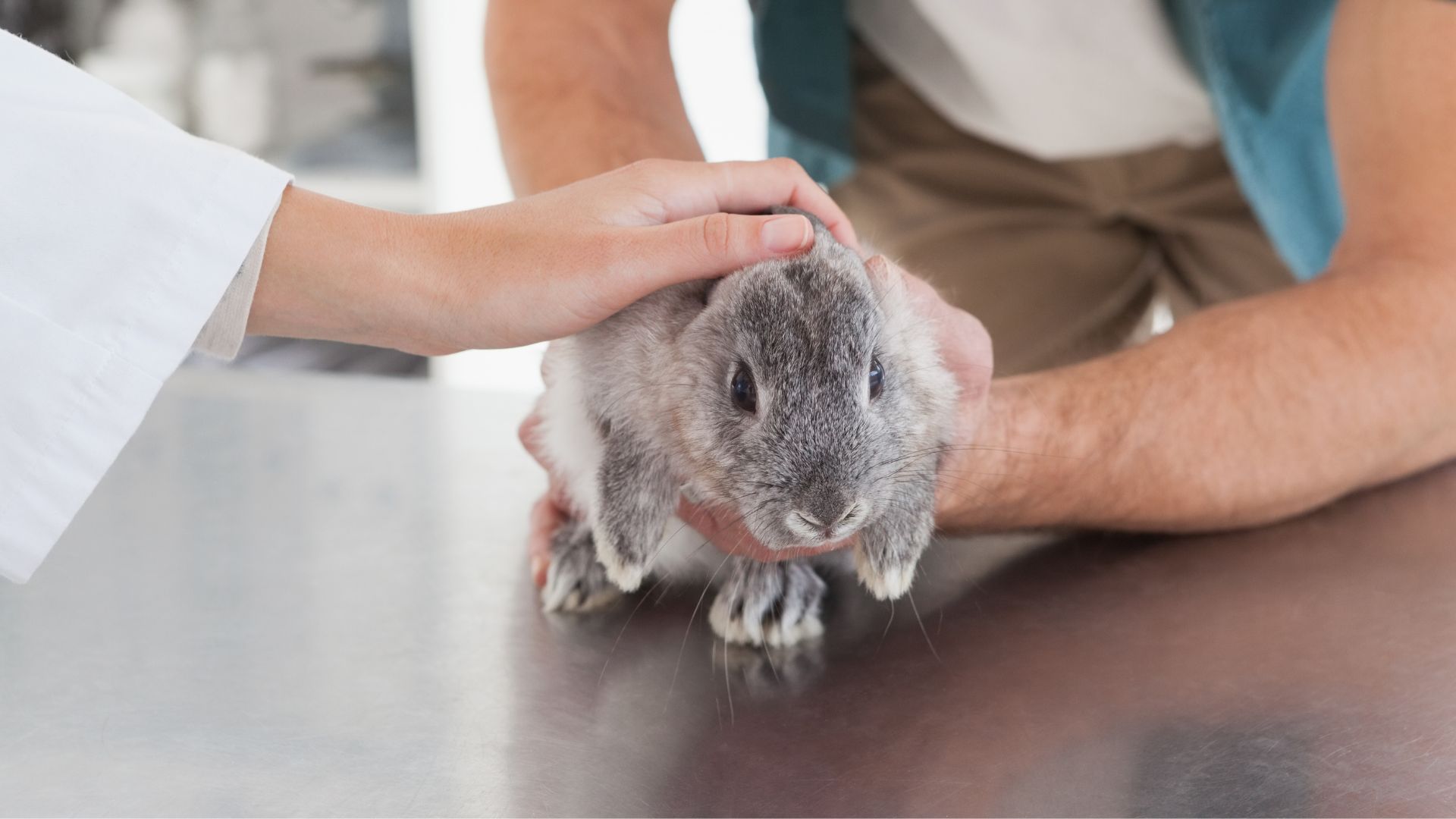 Rabbits In Franklin, MA 02038 | Franklin Veterinary Clinic